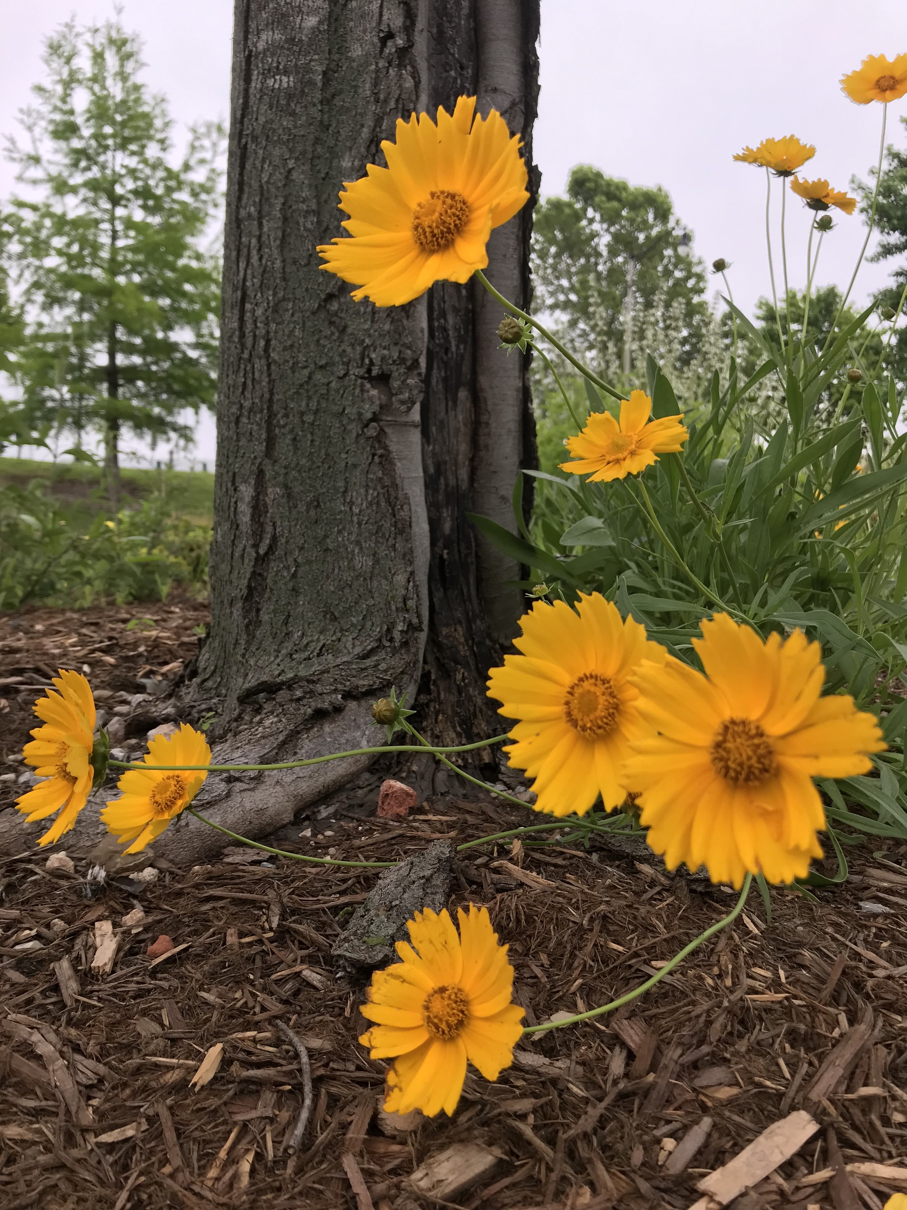 The Calliopsis Flower